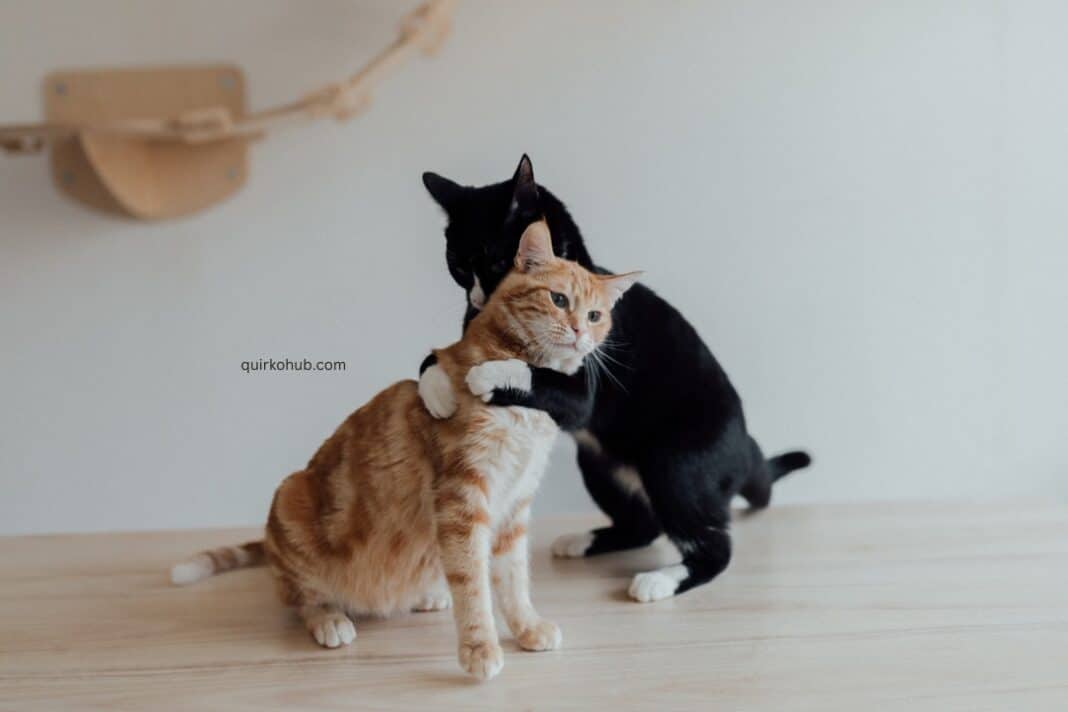 How to Identify and Manage Inflammation in Cats - Quirko hub