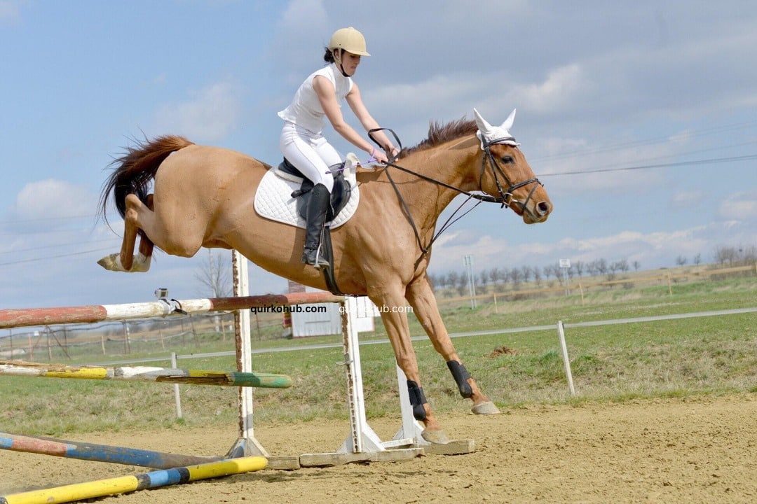 Understanding the History and Evolution of Show Jumping - Quirko hub