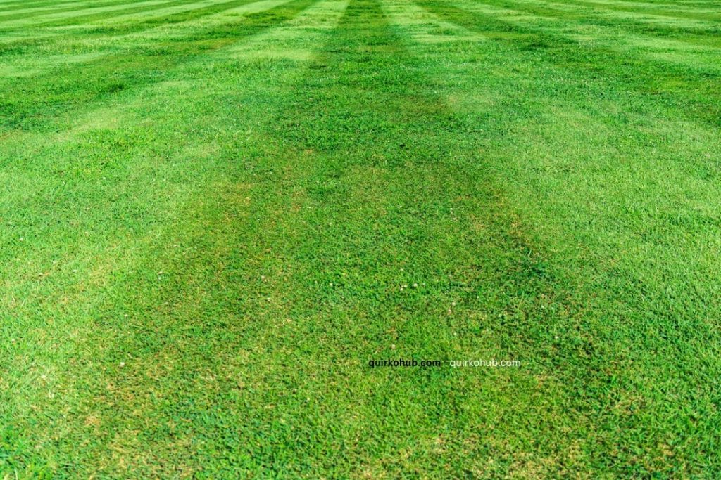 Simple Steps for Maintaining a Beautiful Lawn - Quirko hub